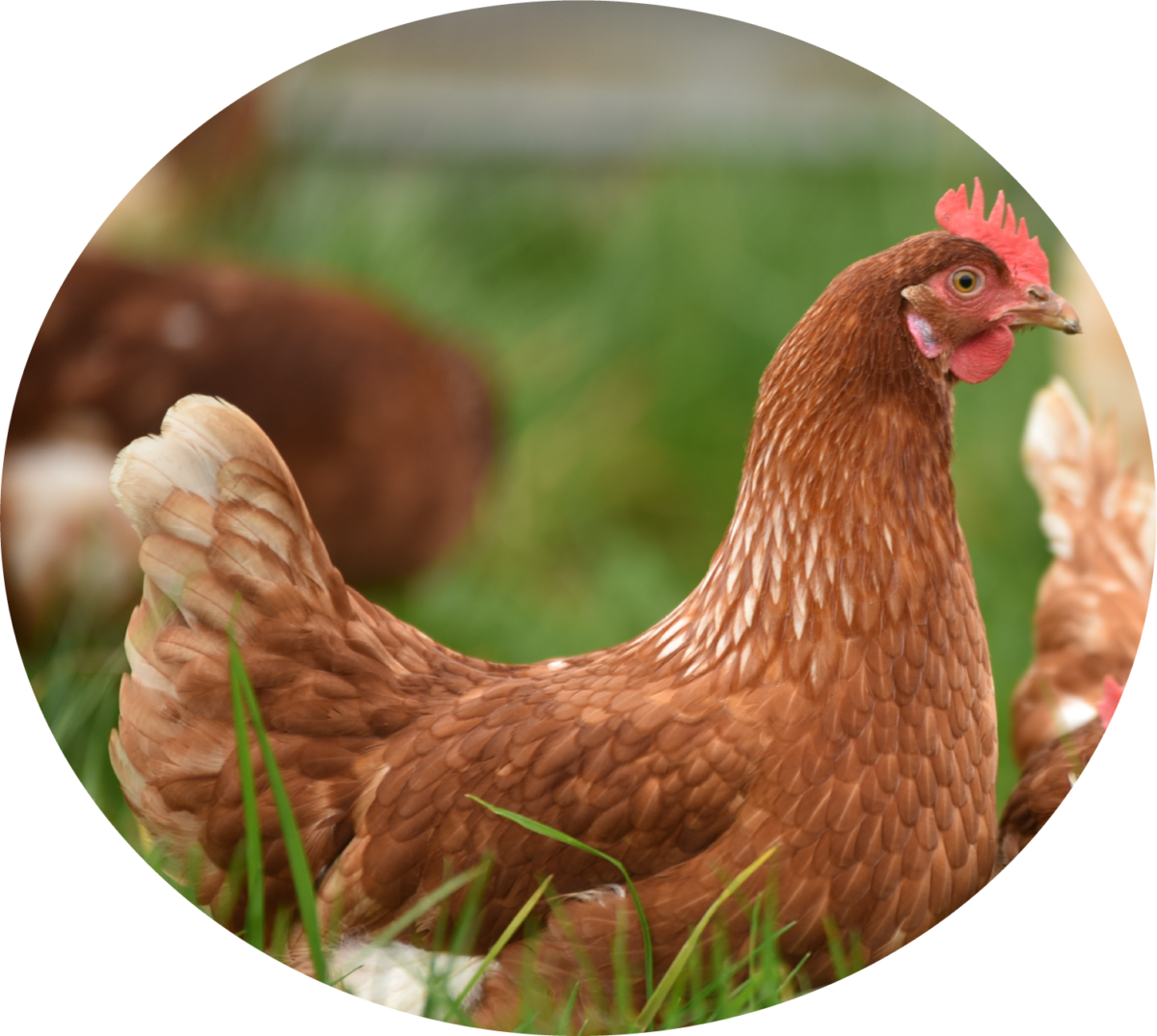 Metabolic Diet – For Cats – Medicus Veterinary Diets