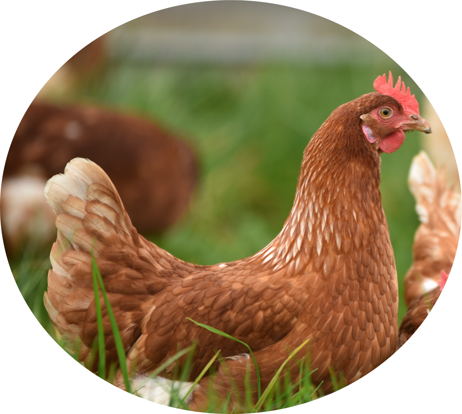 Bladder Health Diet – For Cats – Medicus Veterinary Diets